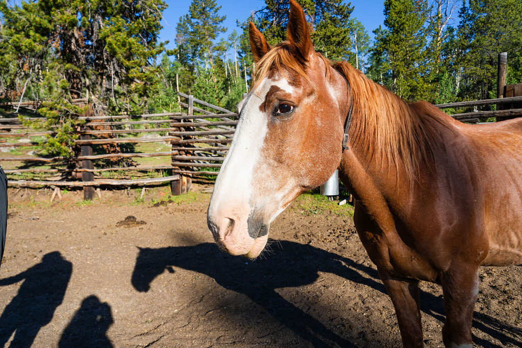 Big Sandy Lodge, Wyoming, Wind River Mountain Resort and Outfitting: Home